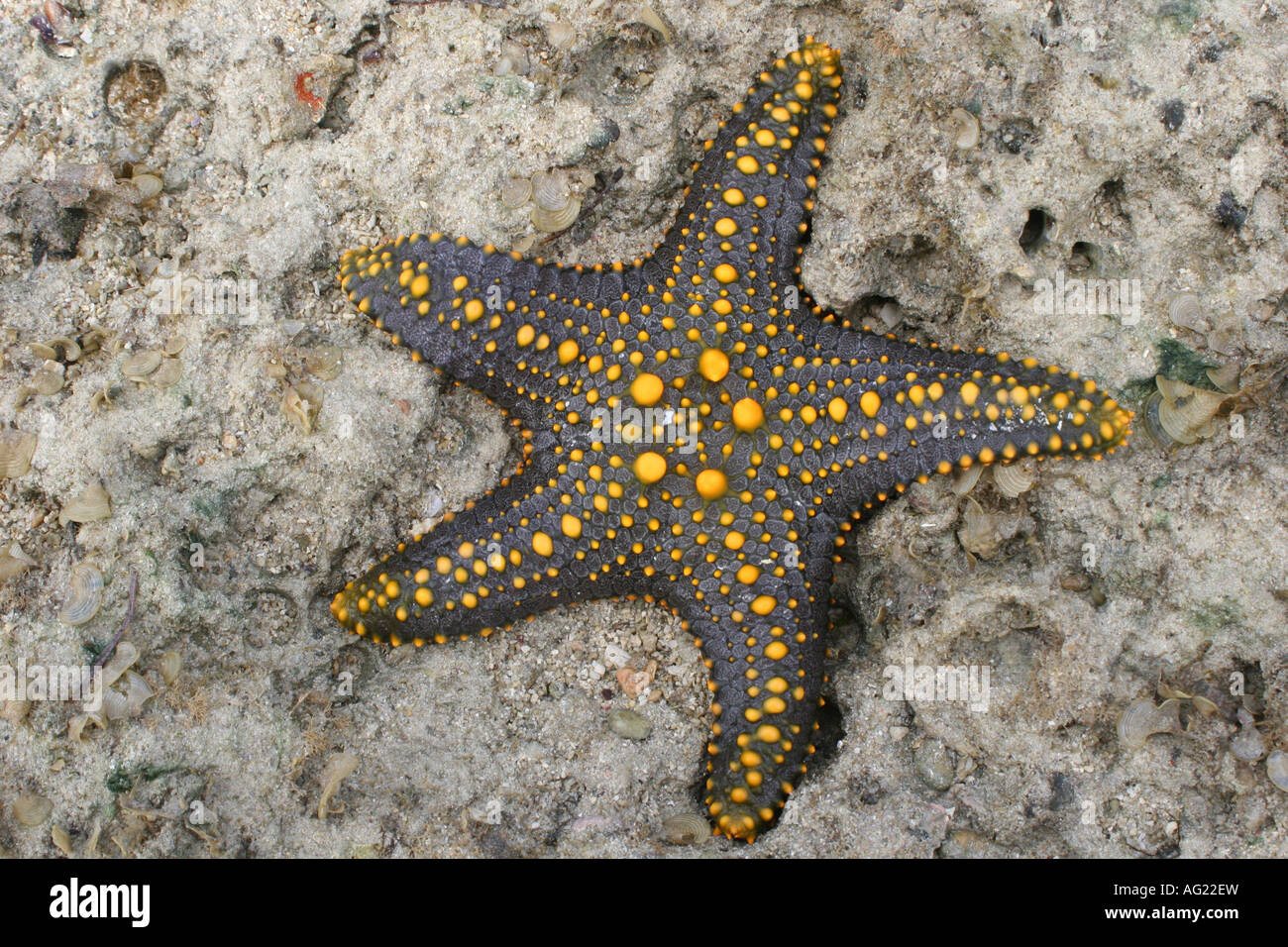 Yellow starfish in natural habitat, Zanzibar Stock Photo - Alamy