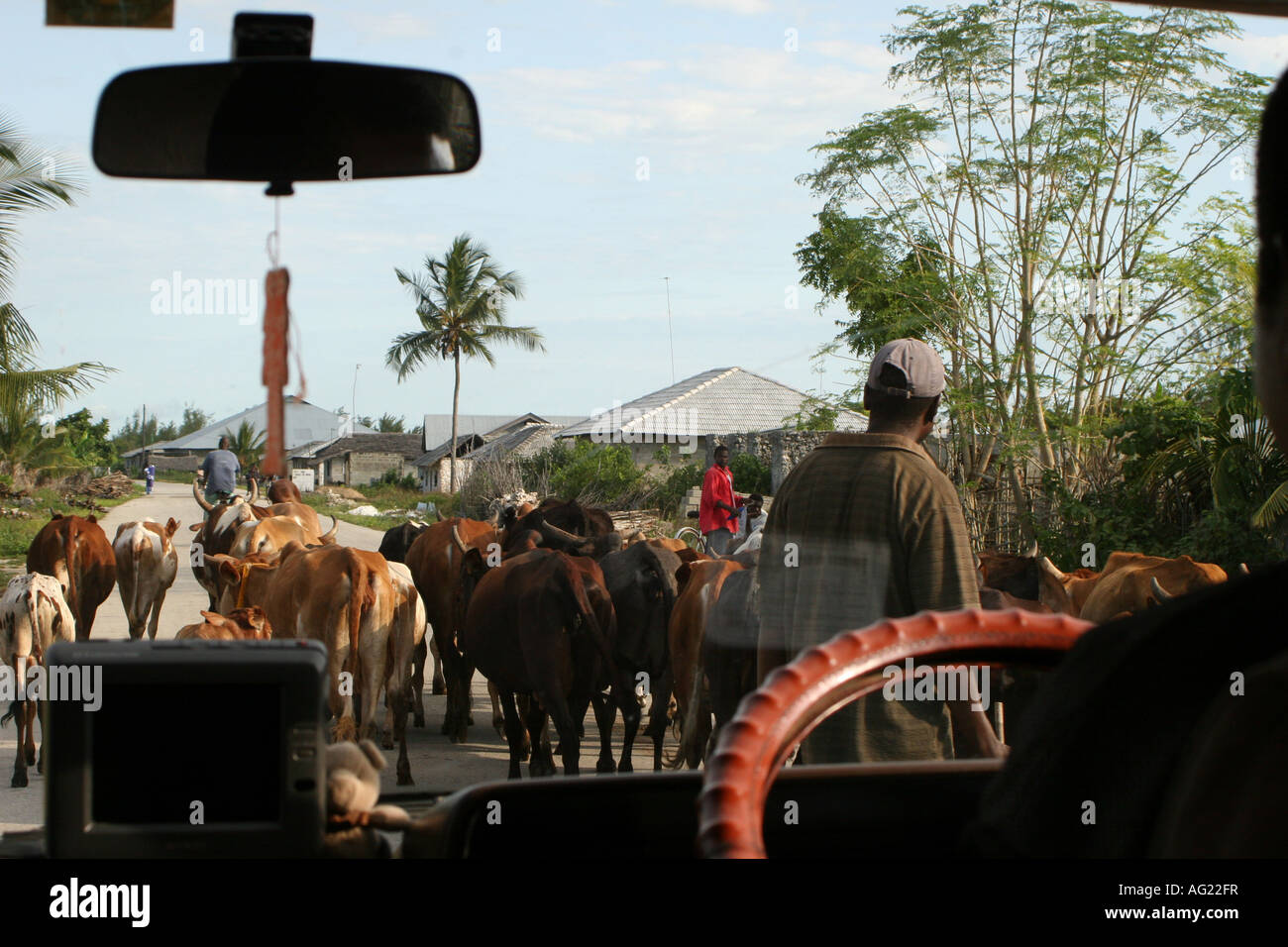 a motor vehicle driving behind some cattle in derilect Stock Photo - Alamy