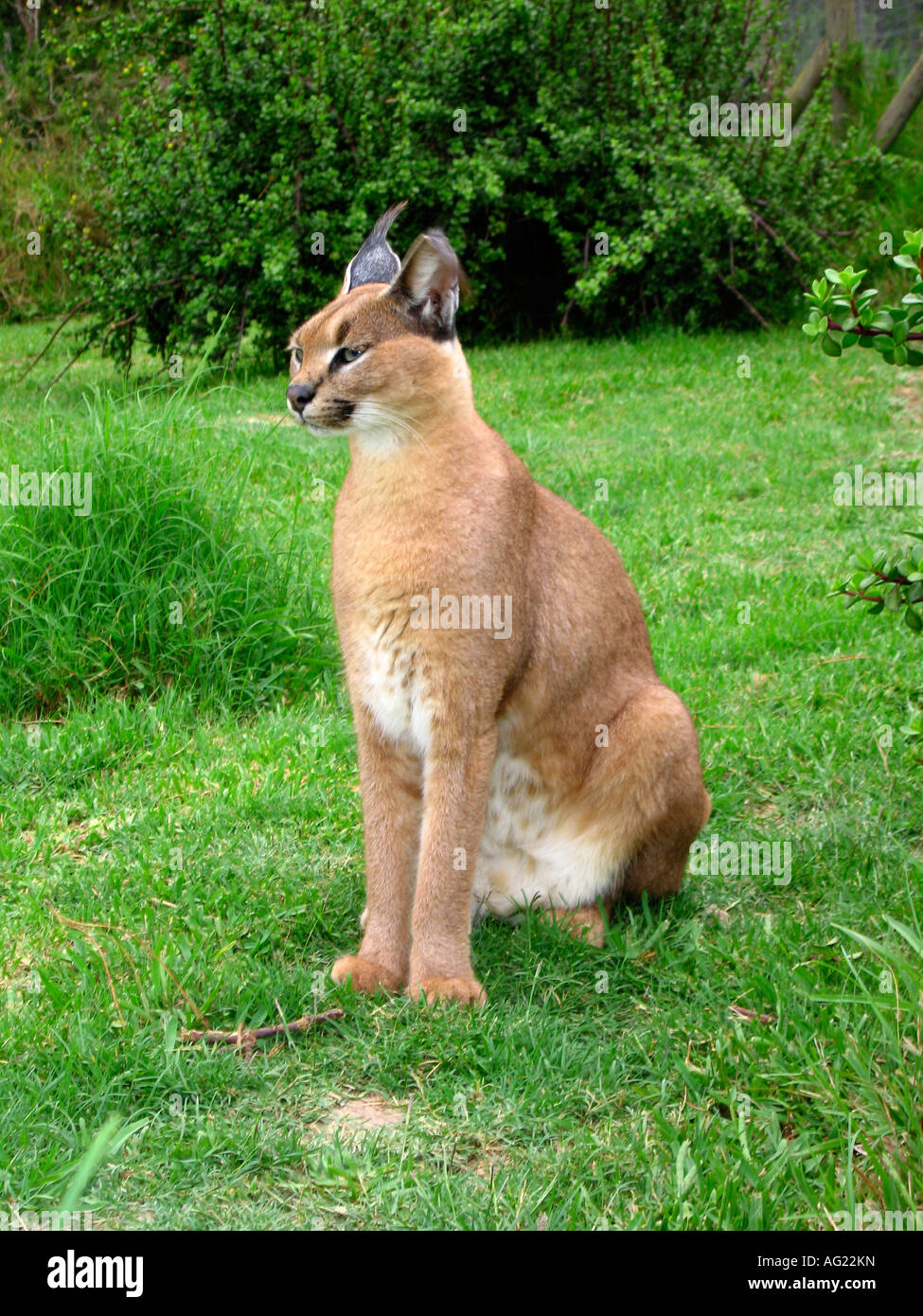 Caracal sitting hi-res stock photography and images - Alamy