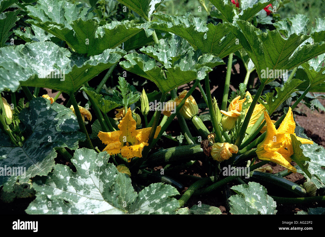 "botany, Cucurbita, "Zucchini" (Cucurbita pepo), Zucchini plant ...