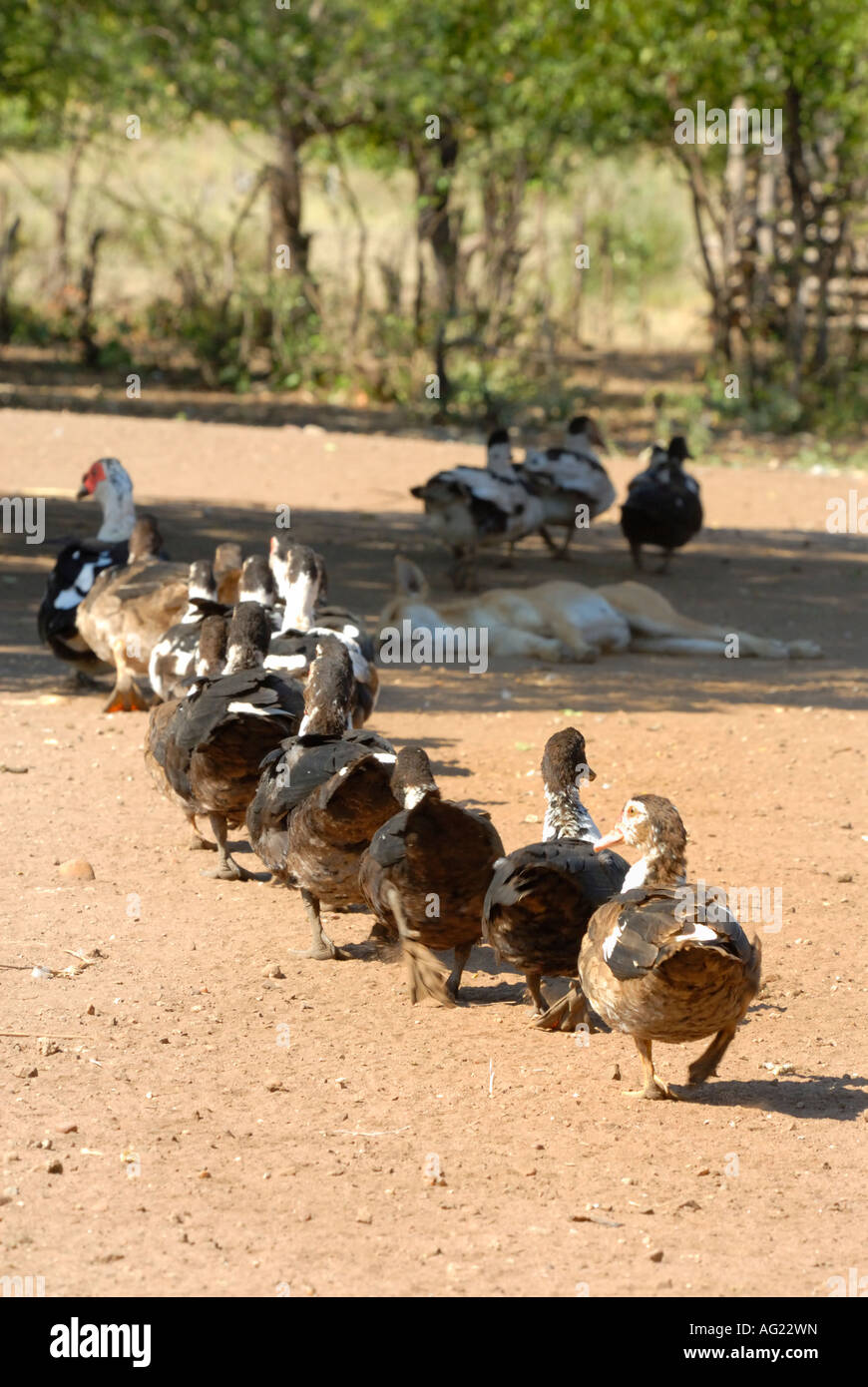 Ducks in a row Stock Photo - Alamy