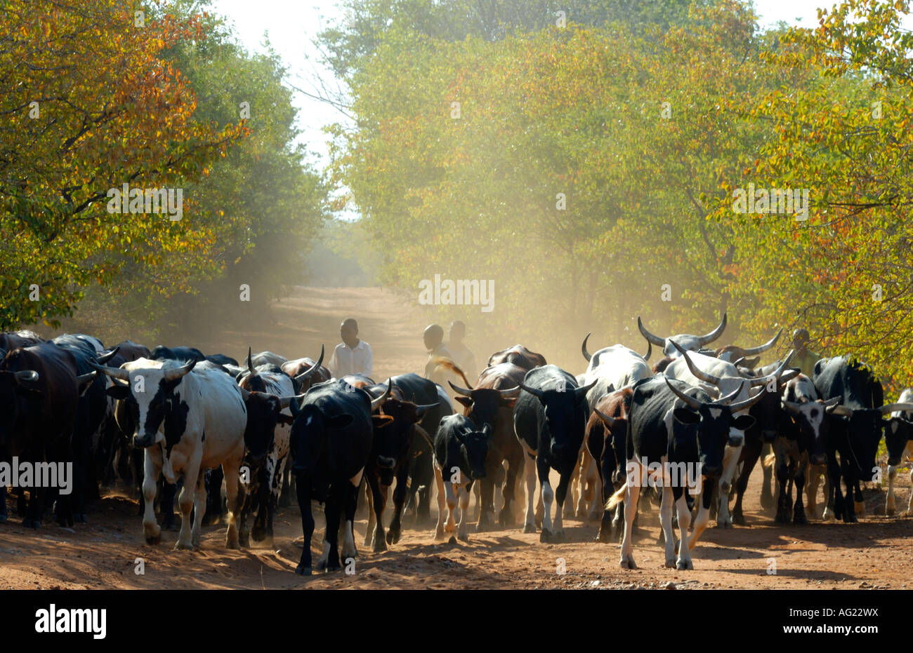 Herding cattle in Mozambique Stock Photo - Alamy