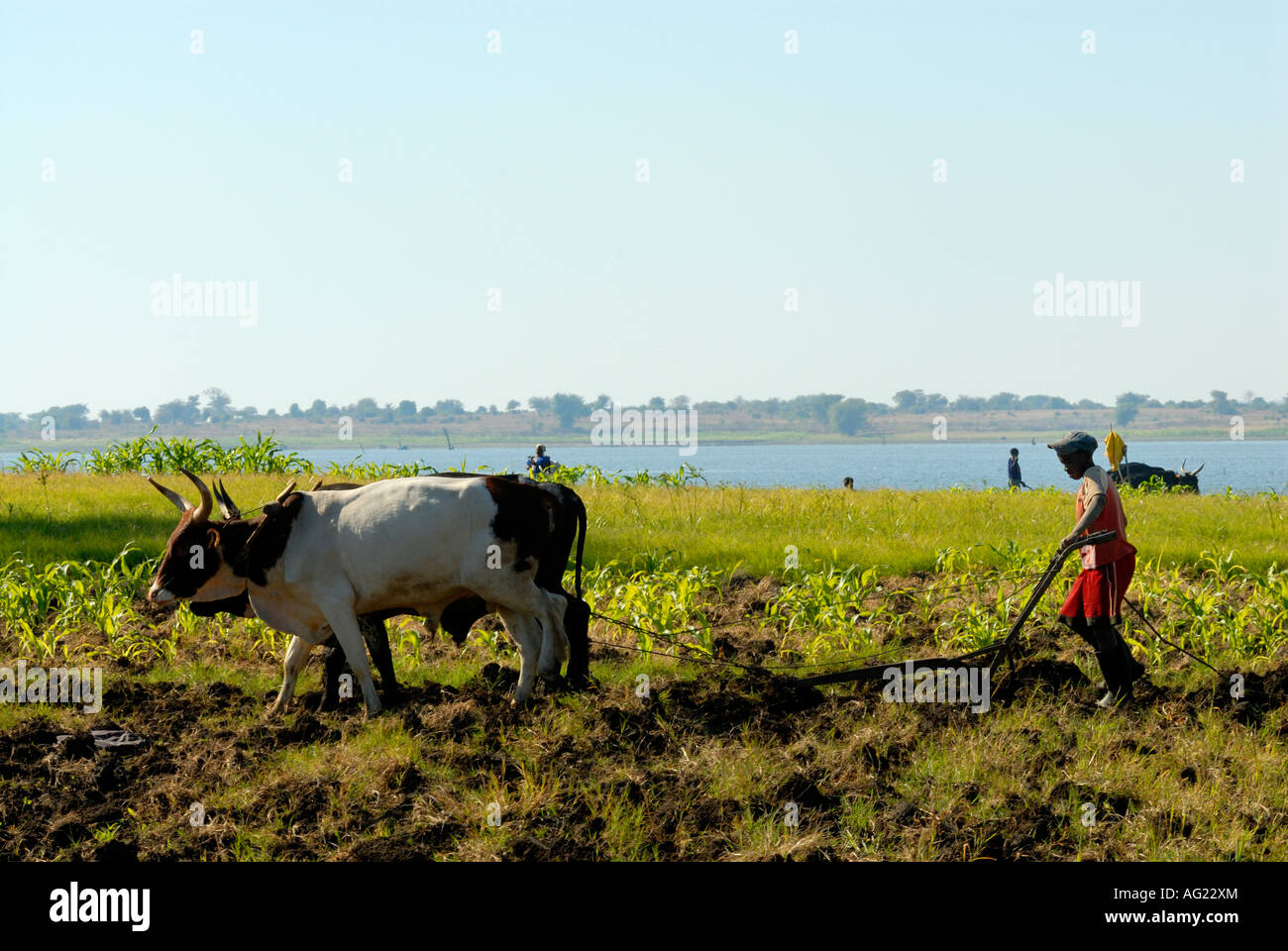 A rural farmer ploughing his lands Stock Photo - Alamy