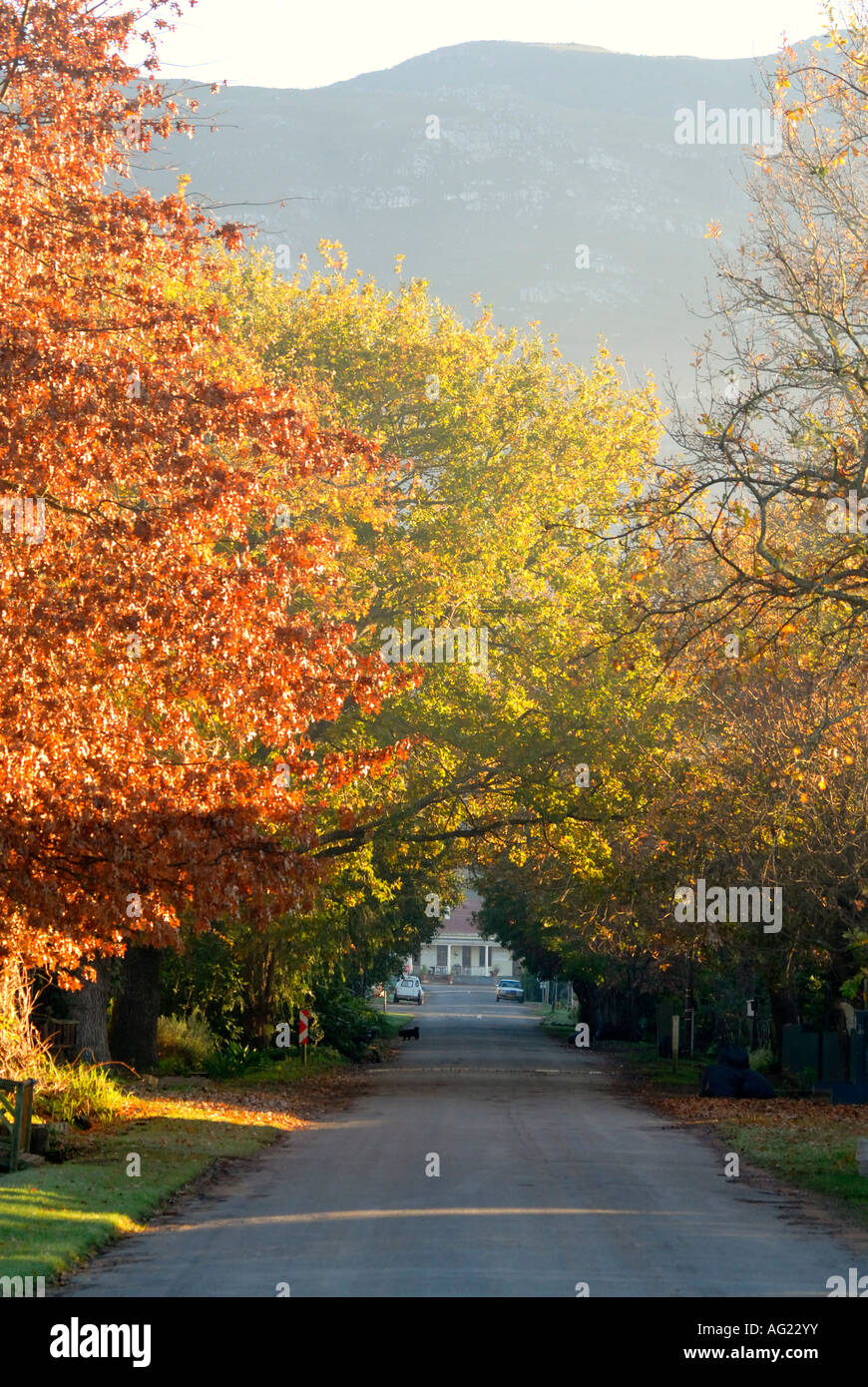 A tree lined country road in Autumn Stock Photo - Alamy