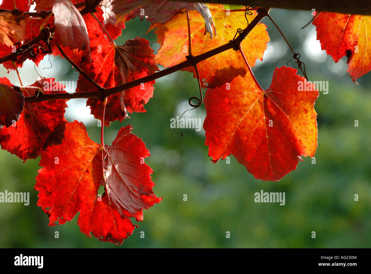 Close up of an autumn vine leaves Stock Photo - Alamy