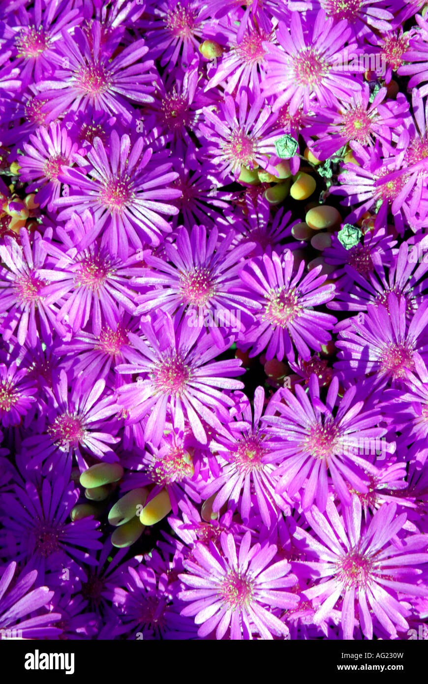Close up of spring flowers in Namaqualand Northern Cape Stock Photo - Alamy