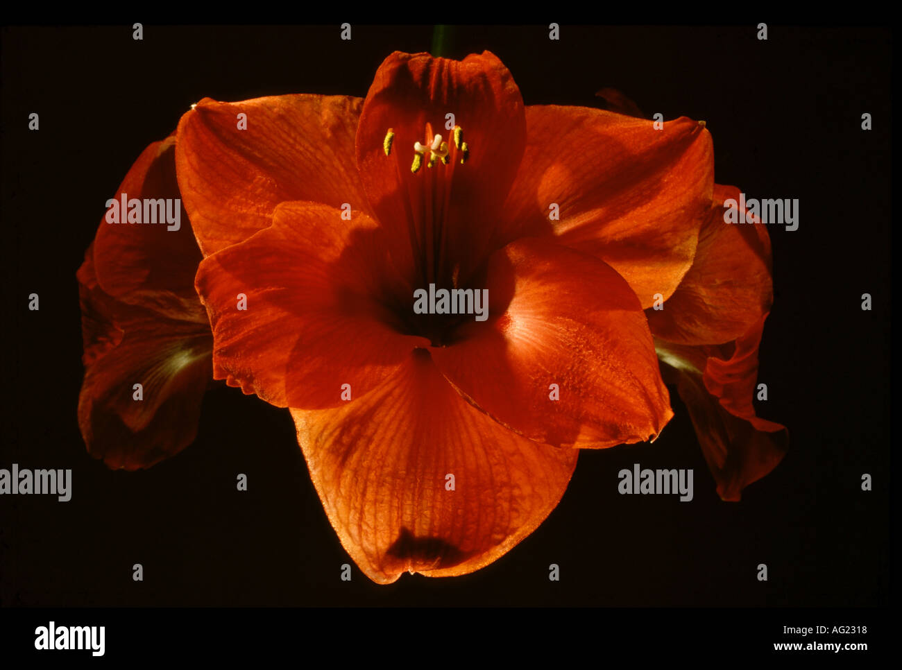 åström hi-res stock photography and images - Alamy