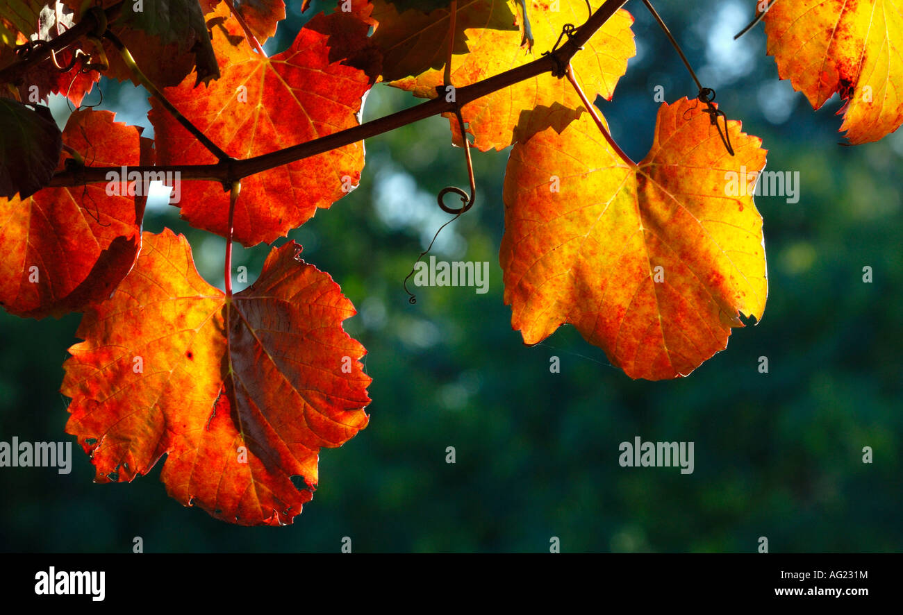 Close up of an autumn vine leaves Stock Photo - Alamy
