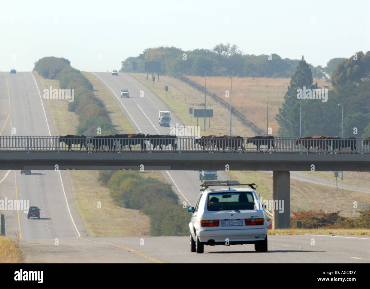 Cattle crossing the highwayon a pedestrain bridge Stock Photo - Alamy