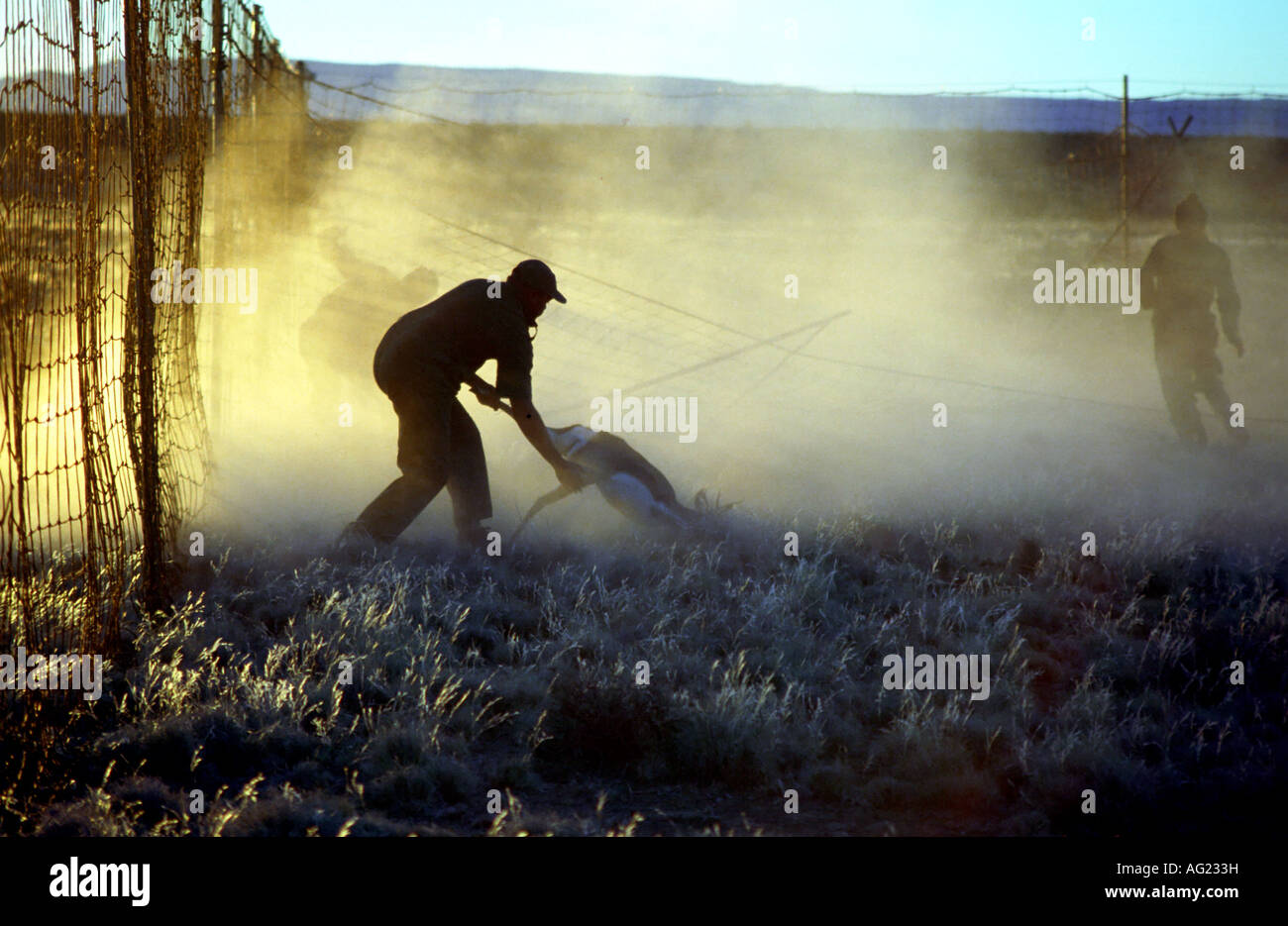 Springbok buck capture hi-res stock photography and images - Alamy