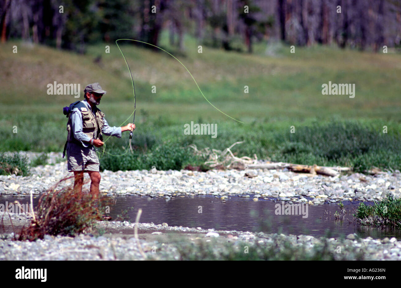 Fly-fishing for native trout in Yellowstone National Park, USA Stock ...