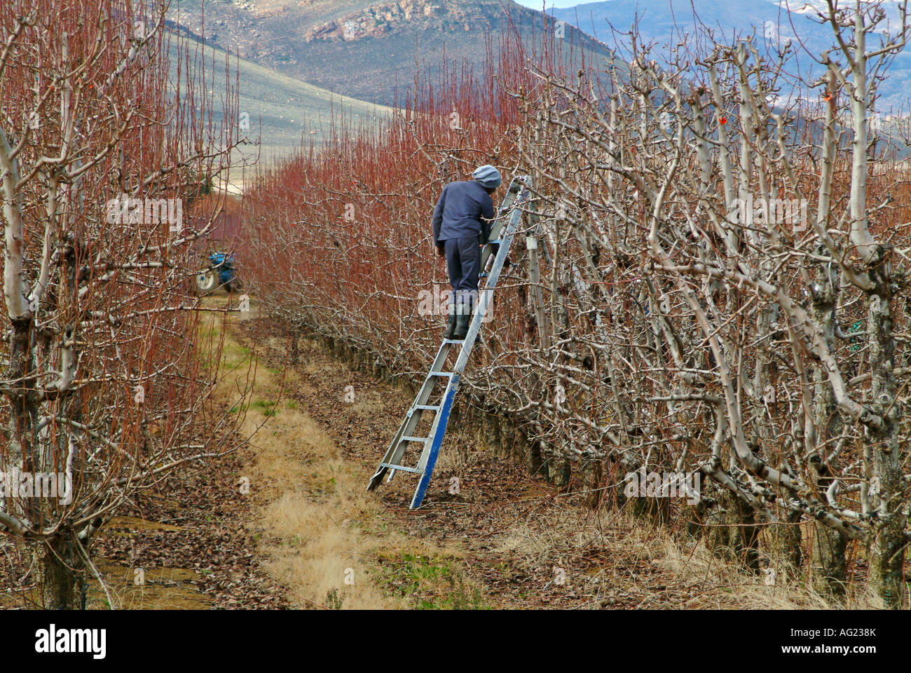 A farm worker stands atop a ladder to reach the upper parts of the ...