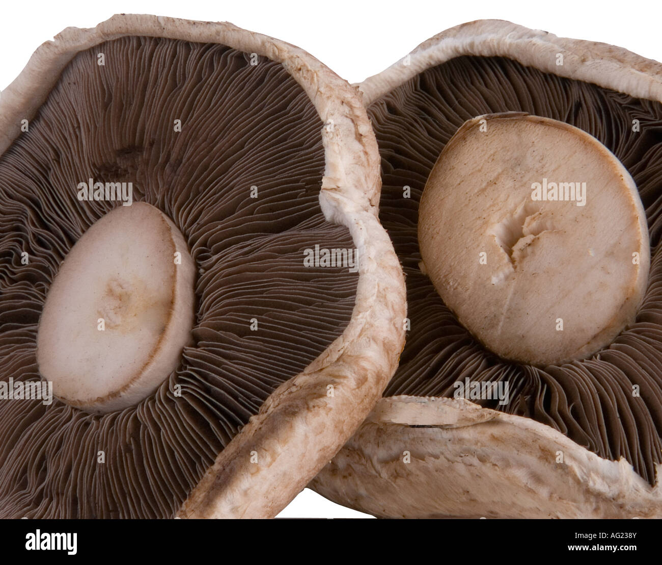 Fungal spores Cut Out Stock Images & Pictures - Alamy
