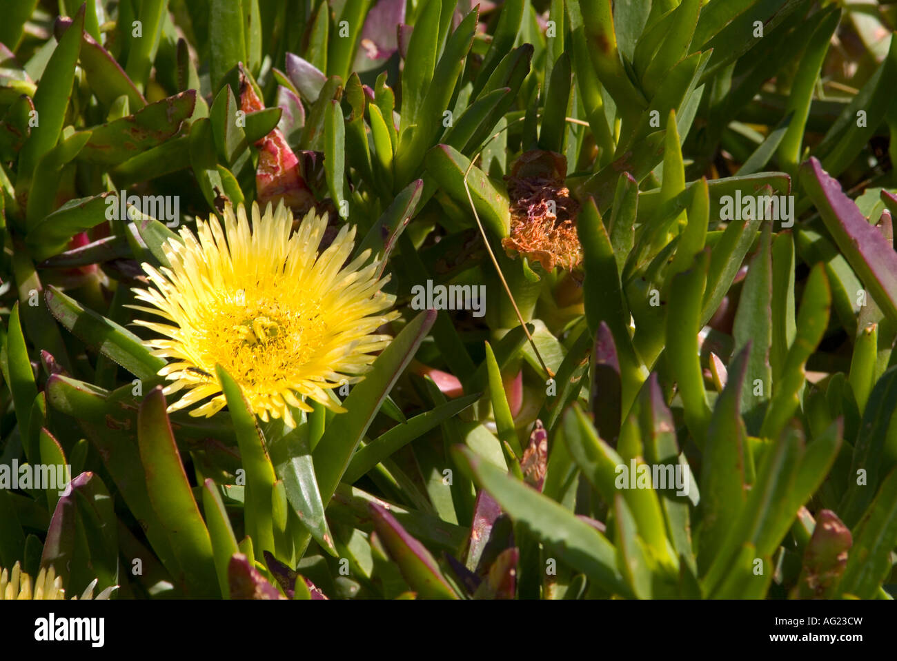 Edible sour fig hi-res stock photography and images - Alamy