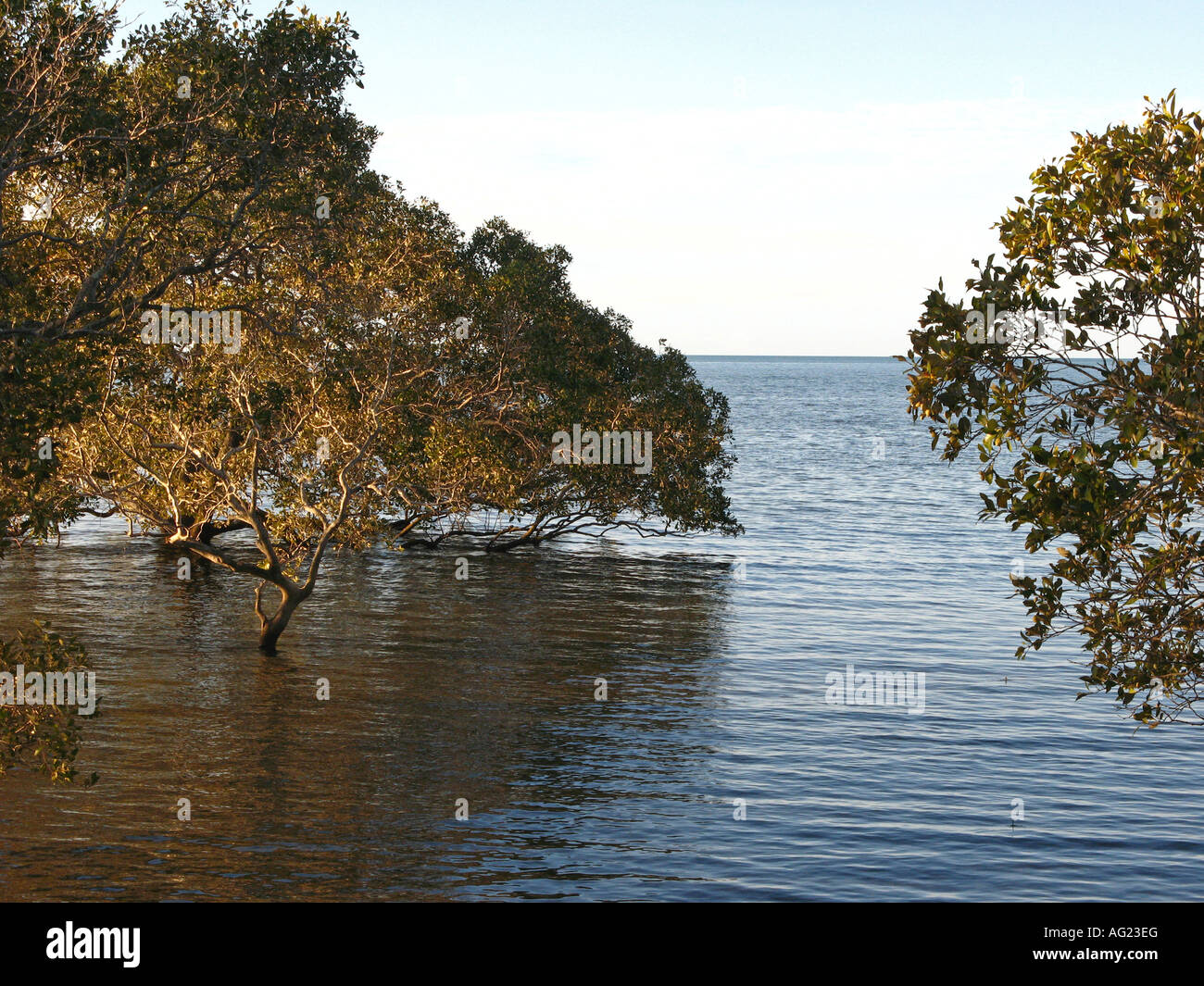 The edge of the salt water mangrove swamps near Nudgee Beach in ...