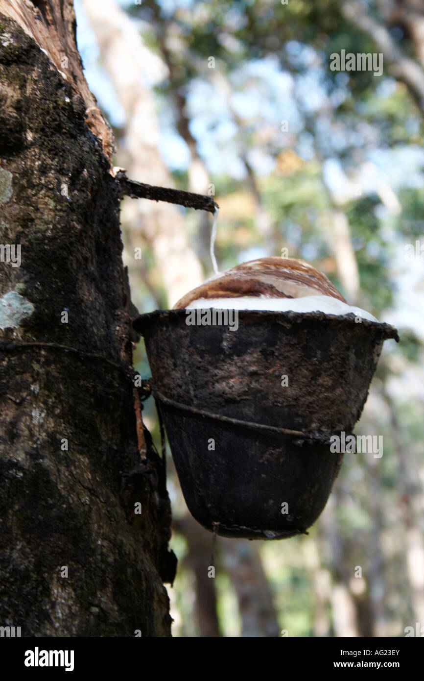 Rubber tree hi-res stock photography and images - Alamy