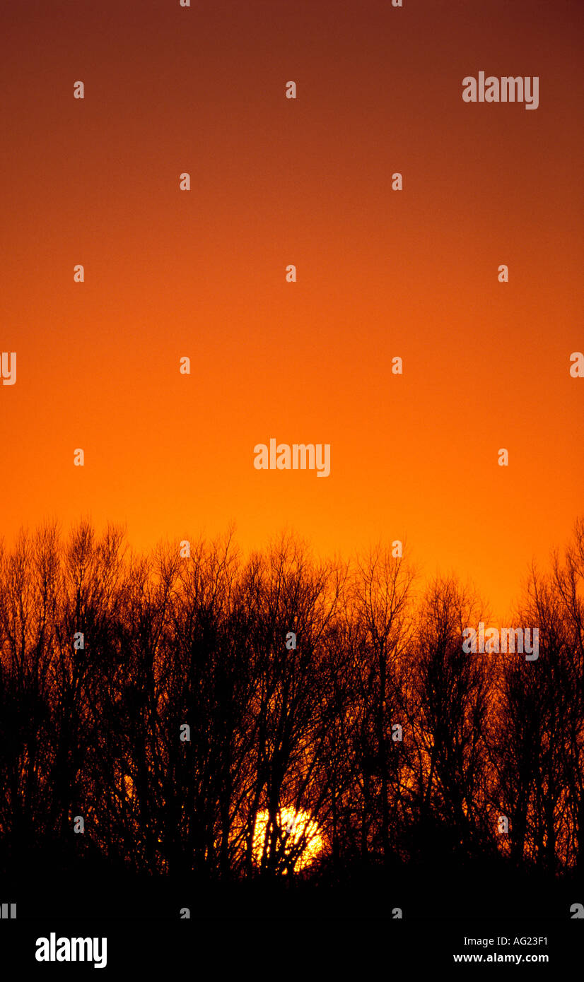 Sun setting behind trees on Somerset Levels Stock Photo - Alamy