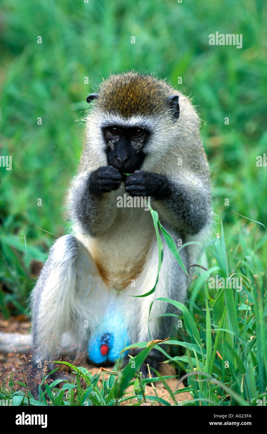 Male Vervet Monkey with blue scrotum and red penis Nairobi National ...