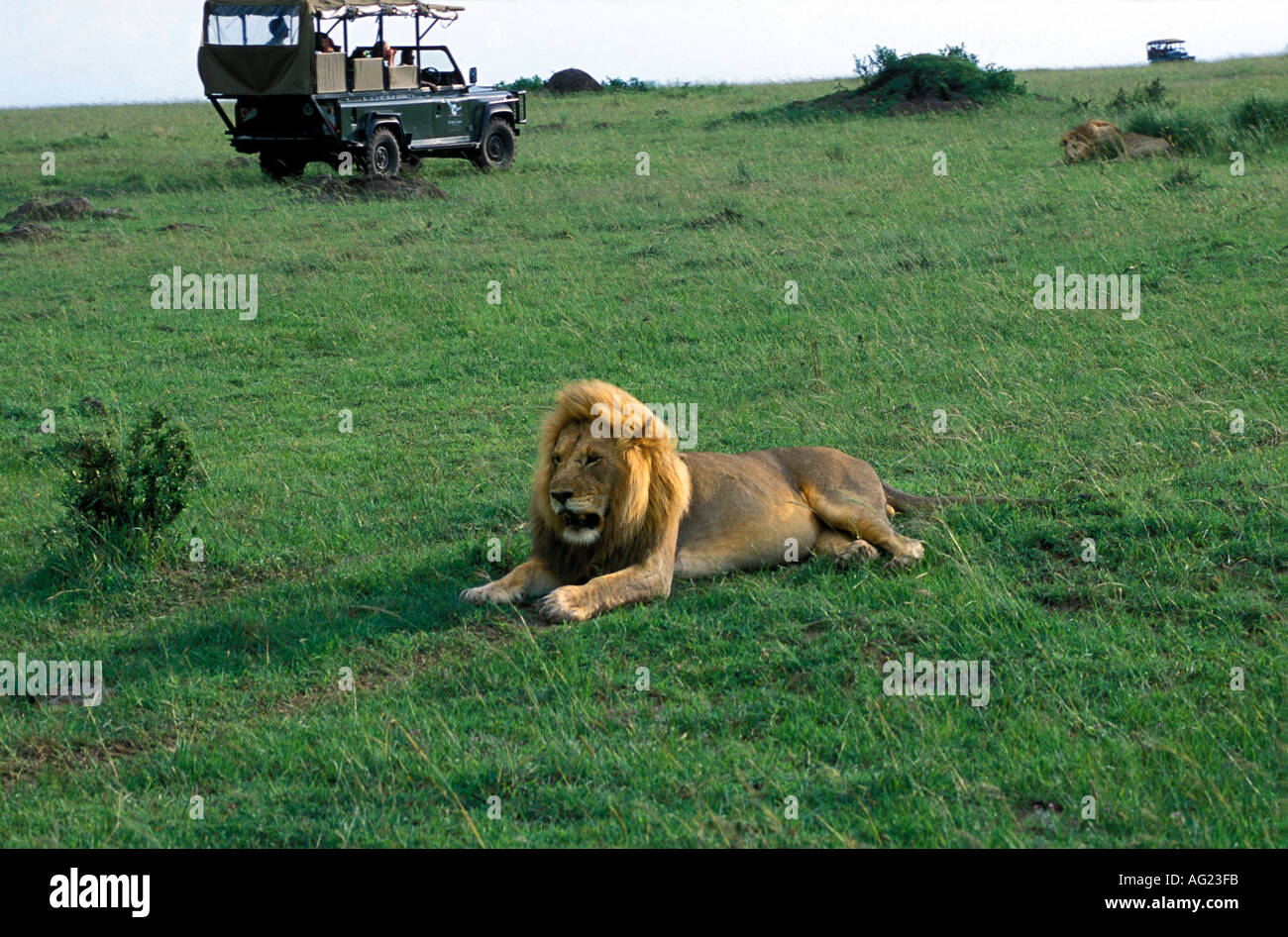Lion and land rover hi-res stock photography and images - Alamy