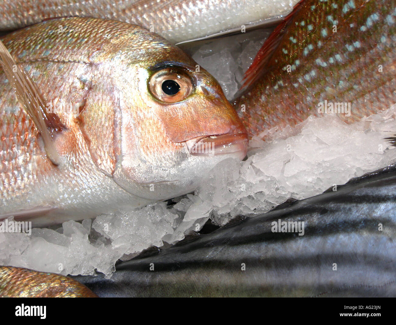 Types fish hi-res stock photography and images - Alamy