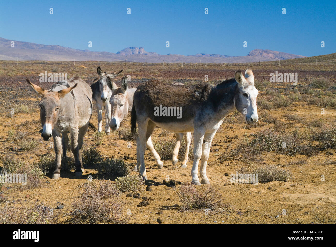 Sad donkeys hi-res stock photography and images - Alamy