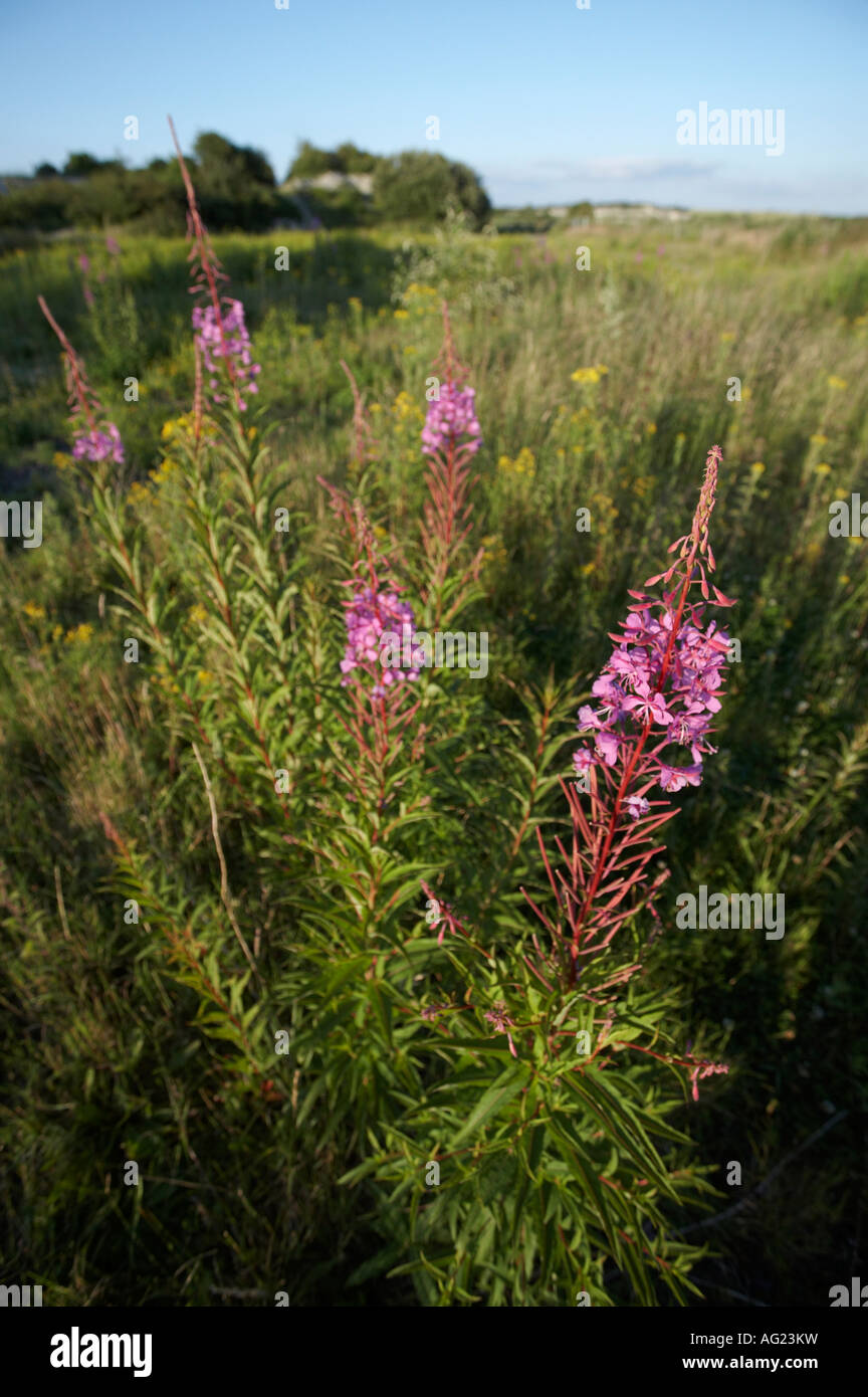 Rosebay Willowherb (Epilobium angustifolium Stock Photo - Alamy