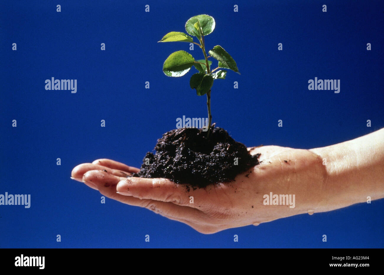 environment, environment protection, hand holding soil with seeding ...