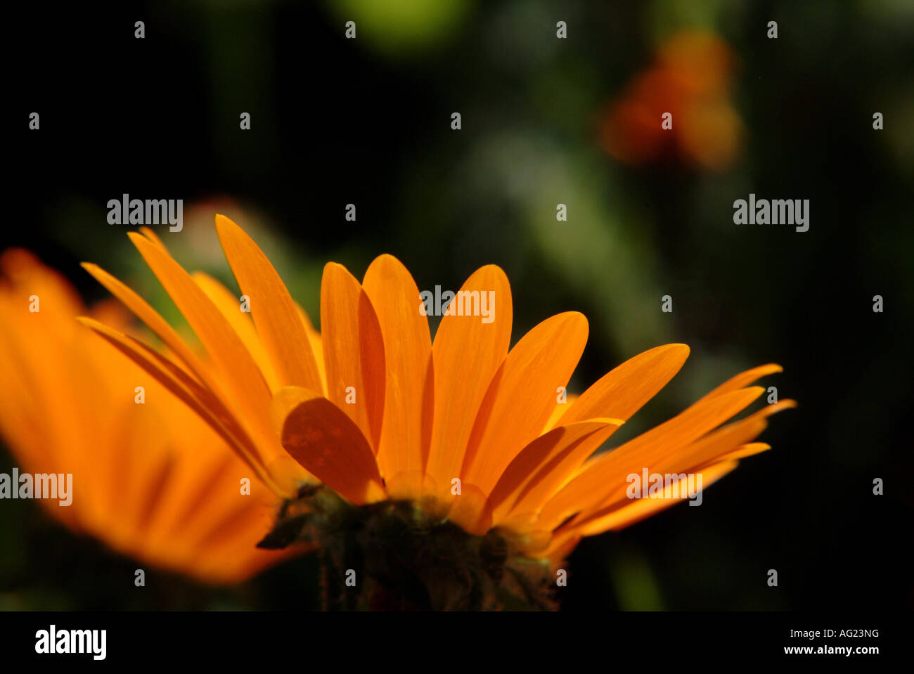 bright orange spring flowers wild Namaqualand daisies Stock Photo - Alamy