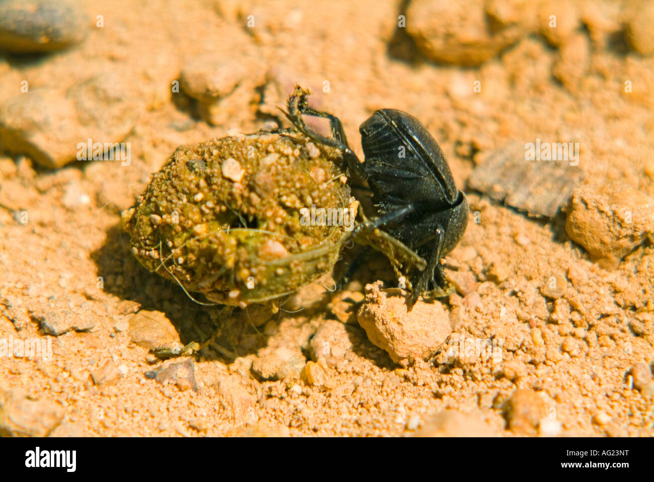 Back beetle hi-res stock photography and images - Alamy