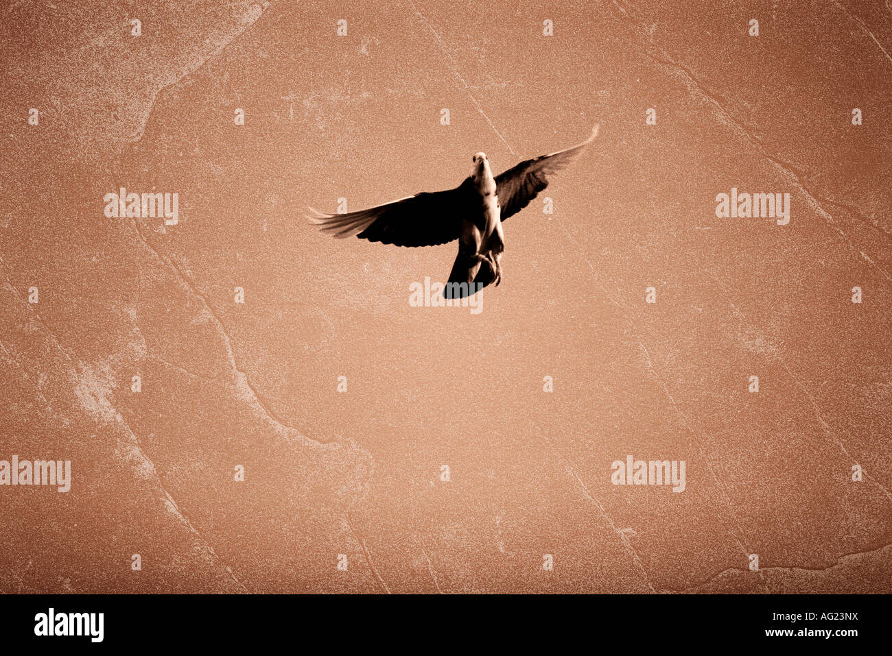 Stone textured photo of a bird in flight Stock Photo - Alamy