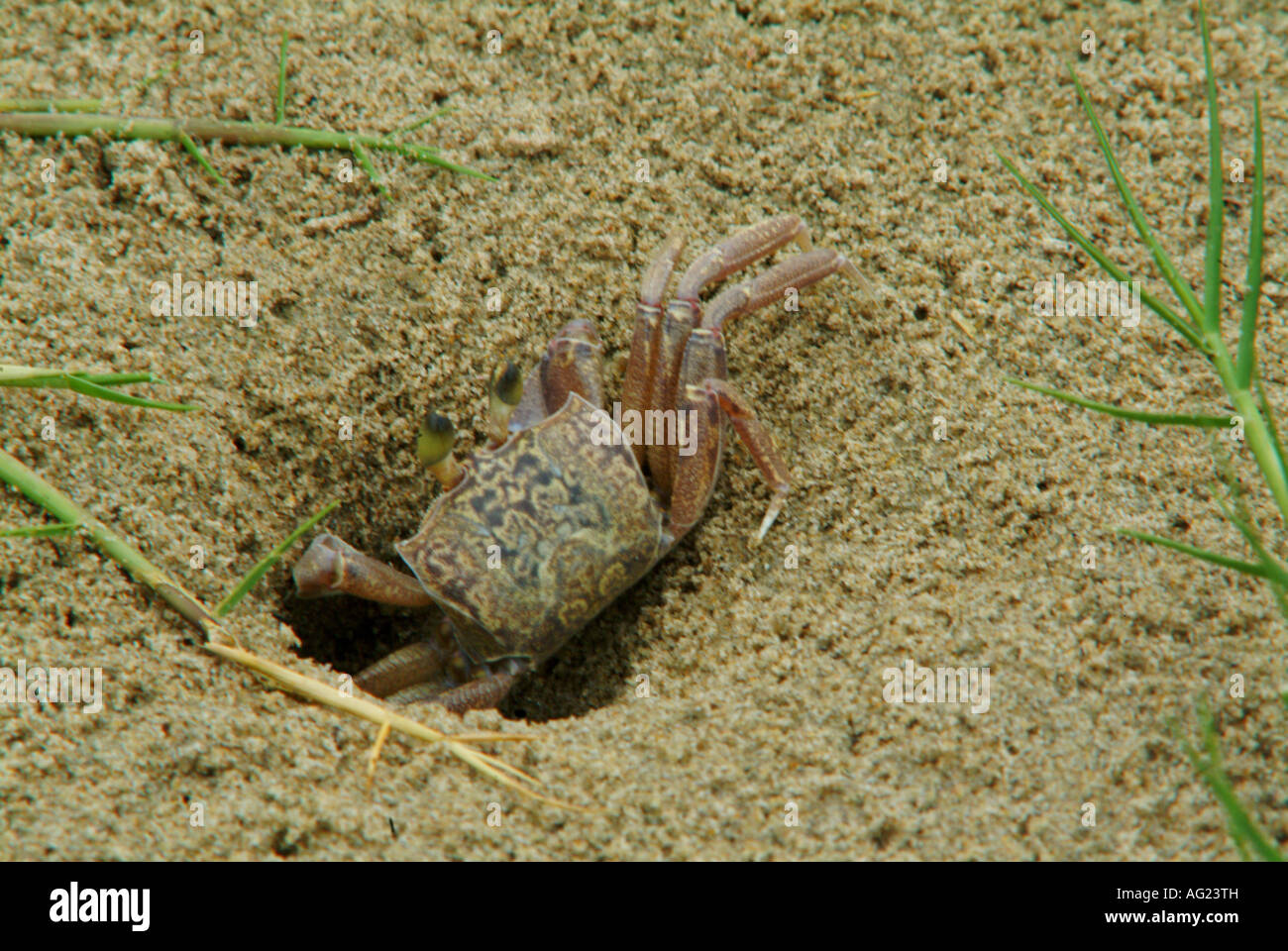 crab burrowing a hole in the sand Stock Photo - Alamy