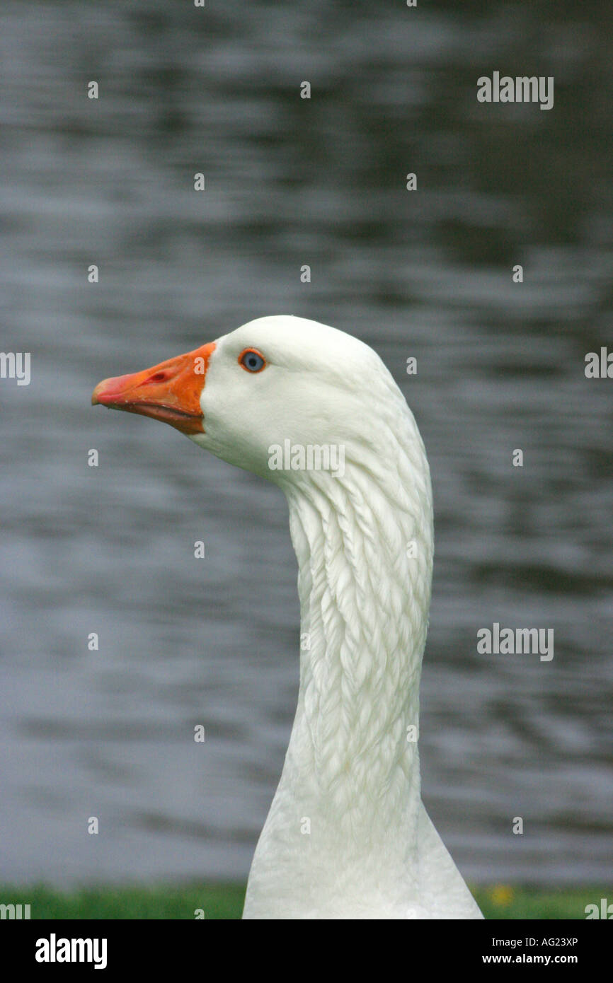 Pure white male goose on alert Stock Photo - Alamy