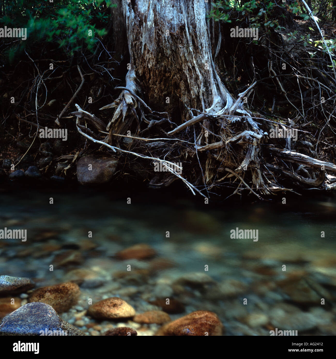 Tree and Stream Stock Photo - Alamy