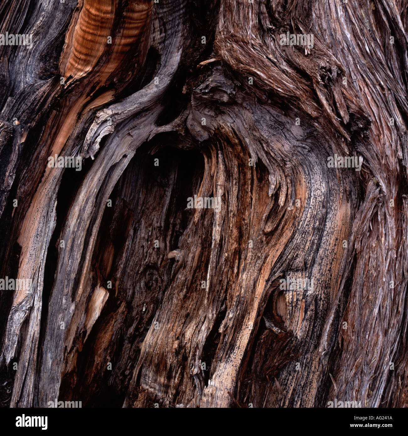 Split hollow tree hi-res stock photography and images - Alamy