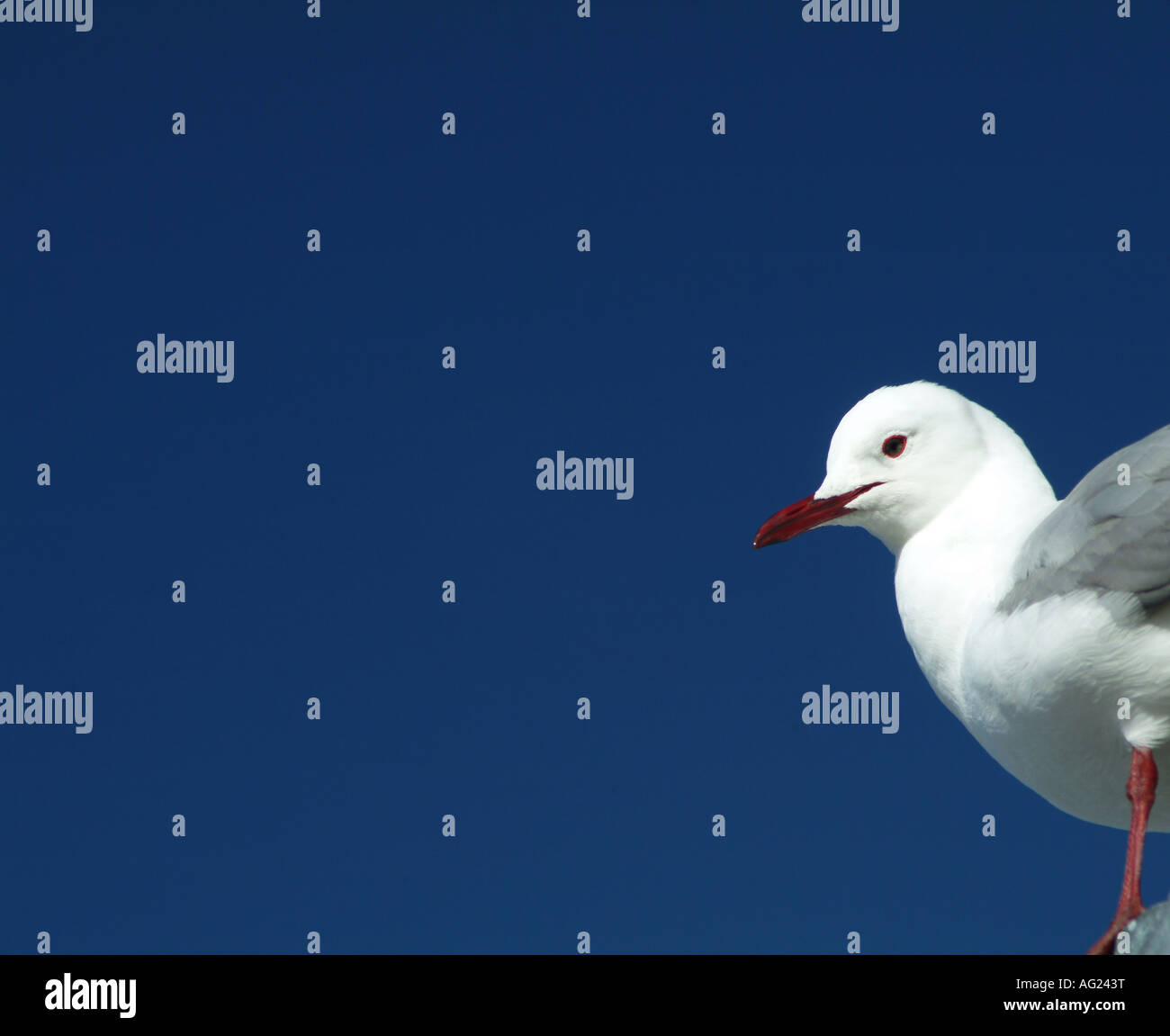 Hartlaub gull sits on jetty hi-res stock photography and images - Alamy