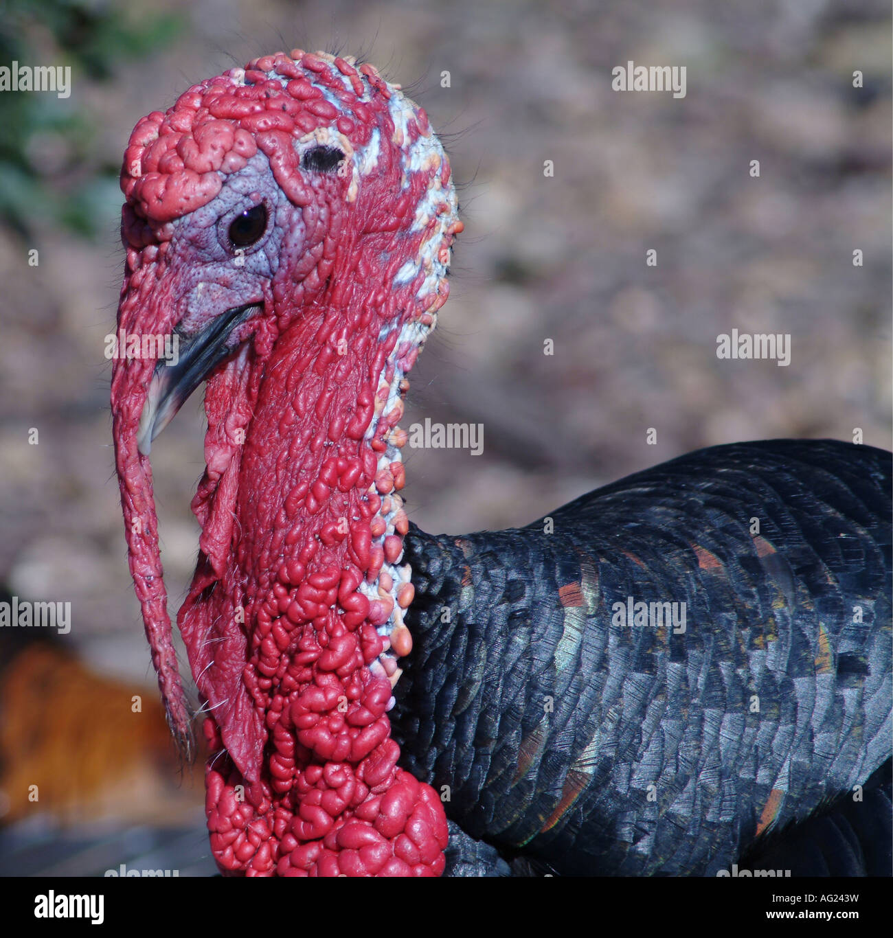 Biggest Turkey In The World