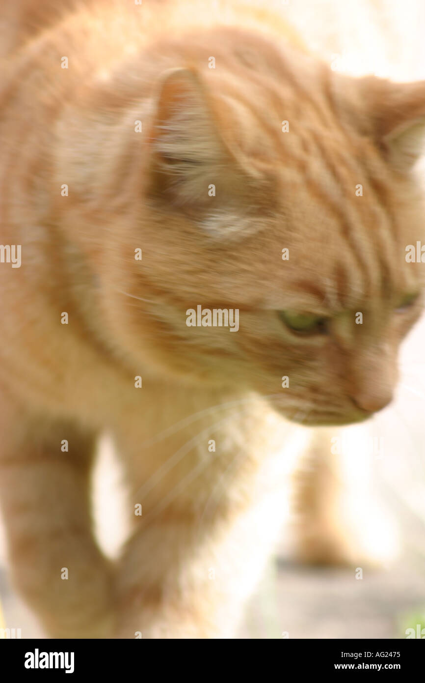 Ginger Tom Cat Stock Photo - Alamy