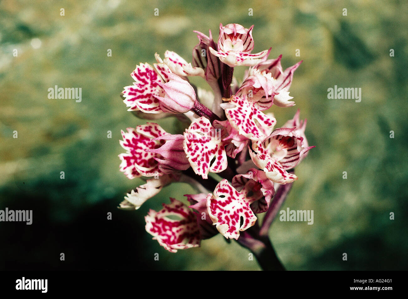Species orchis hi-res stock photography and images - Alamy