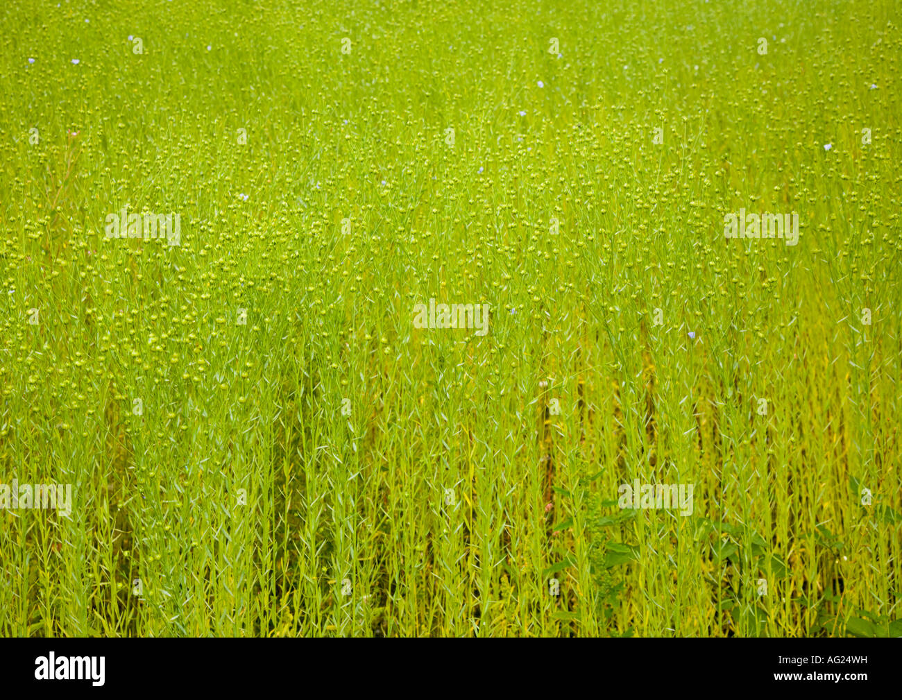 The Eden Project is a large-scale environmental complex in England. The ...