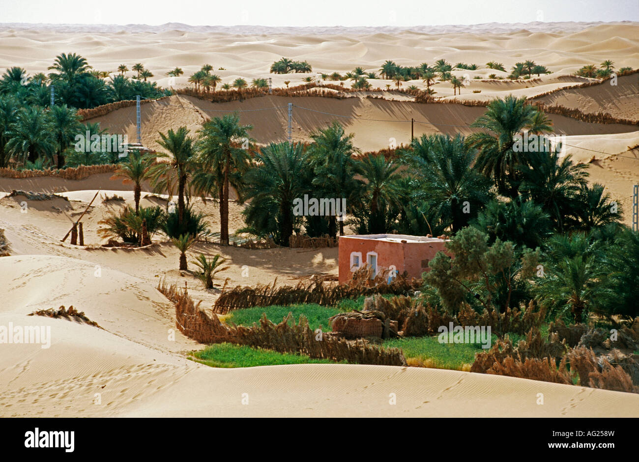 Algeria near Timimoun Palm trees in oasis in Sahara desert Stock Photo ...
