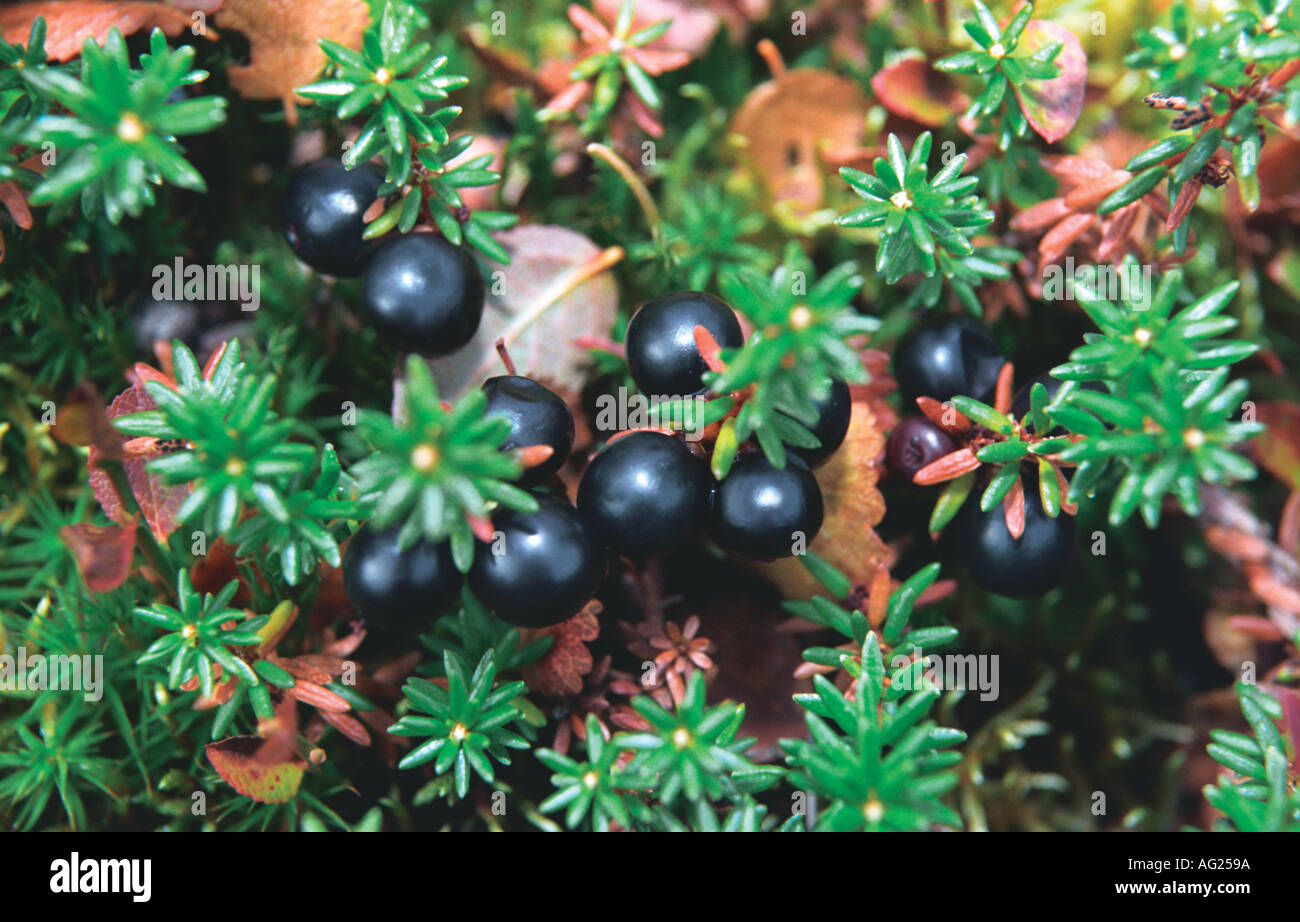 Ripe Empetrum Nigrum bush The Polar Urals Russia Stock Photo - Alamy