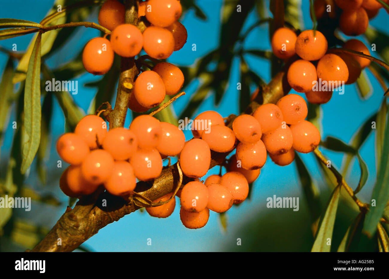 Sea buckthorn cultivation hi-res stock photography and images - Alamy