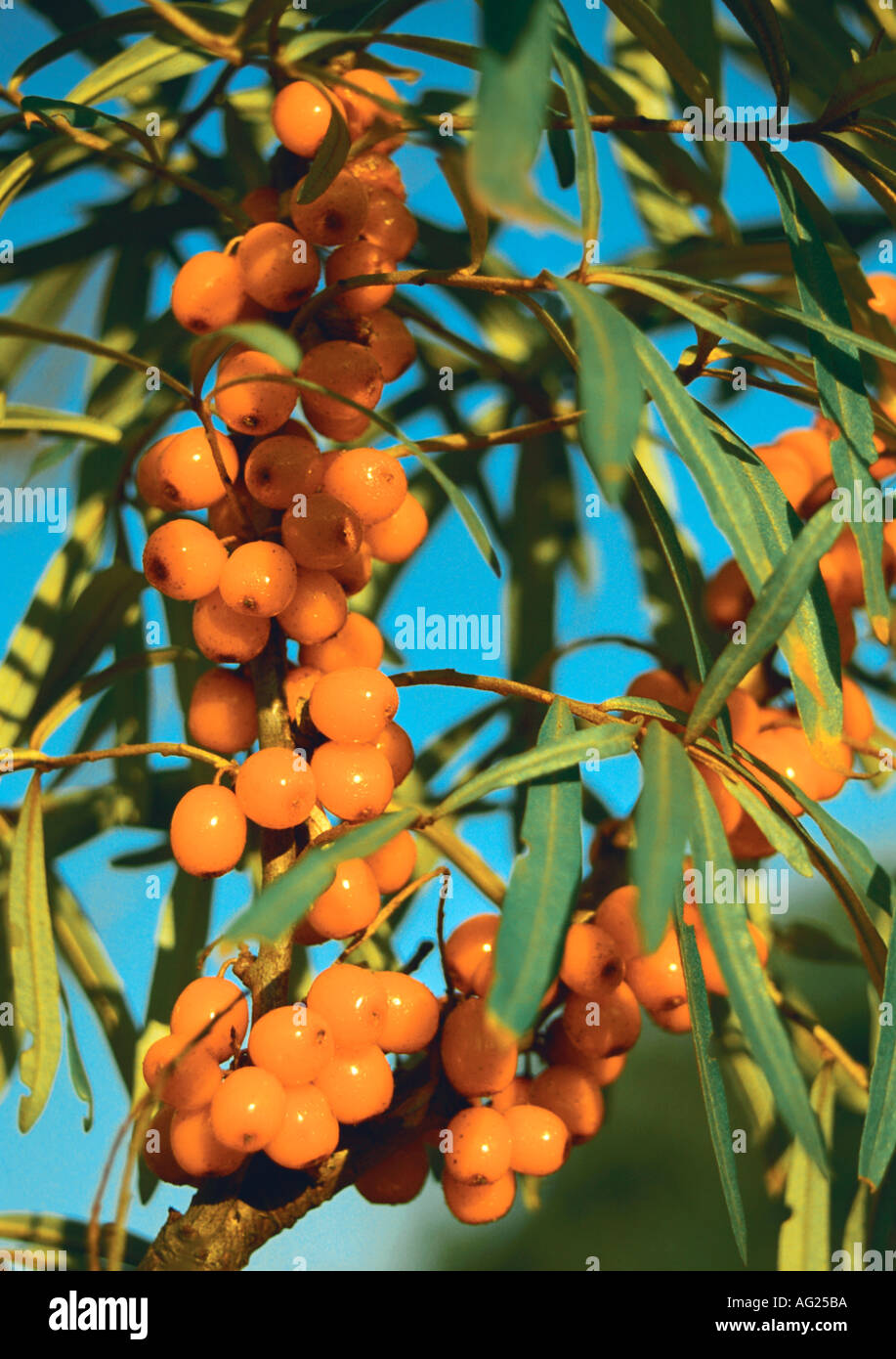 Sea buckthorn cultivation hi-res stock photography and images - Alamy