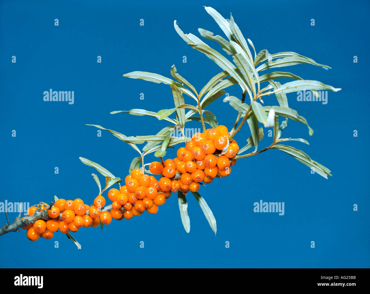 Sea buckthorn cultivation hi-res stock photography and images - Alamy