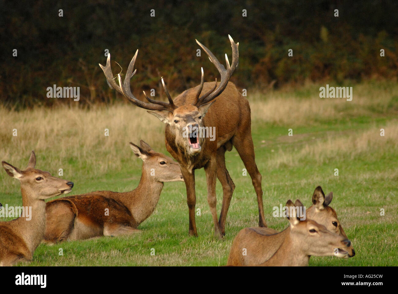 Landscape format with red deer roaring hi-res stock photography and ...