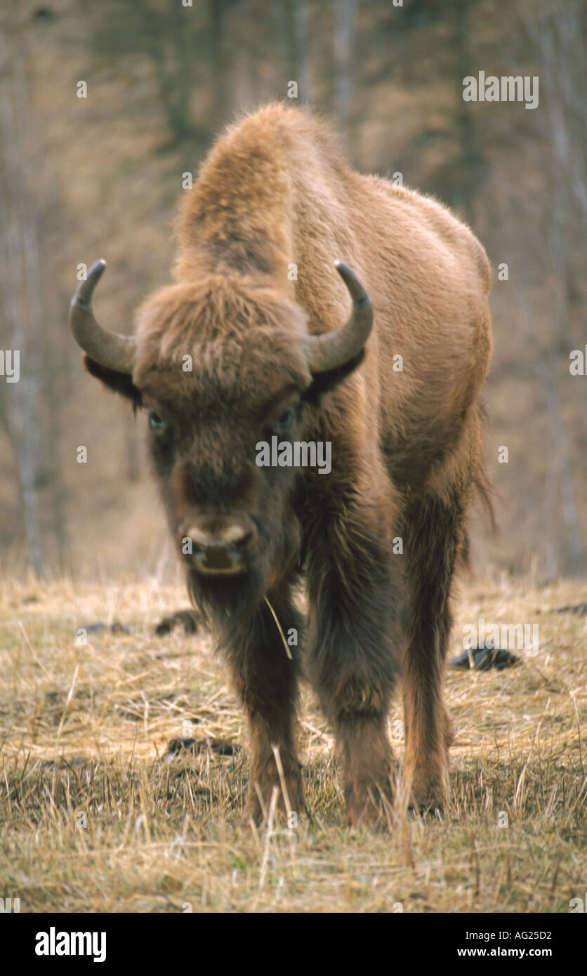 European bison Bos bison the Tcherginsky preserve Altai Russia Stock ...