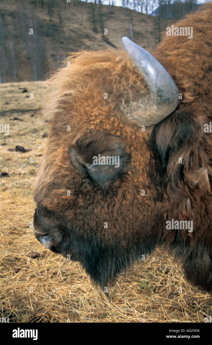 European bison Bos bison the Tcherginsky preserve Altai Russia Stock ...