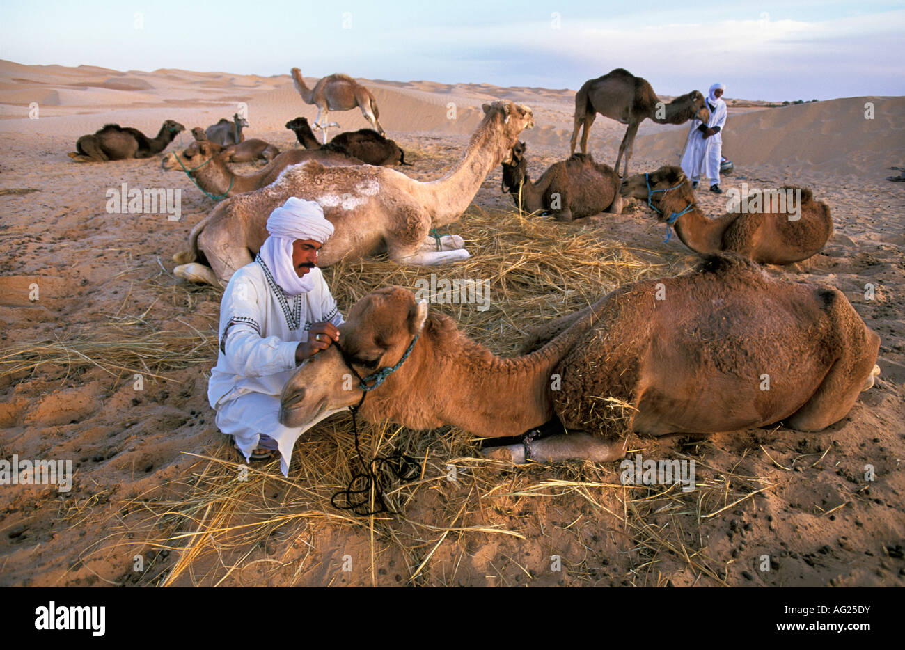 Camel fodder hi-res stock photography and images - Alamy