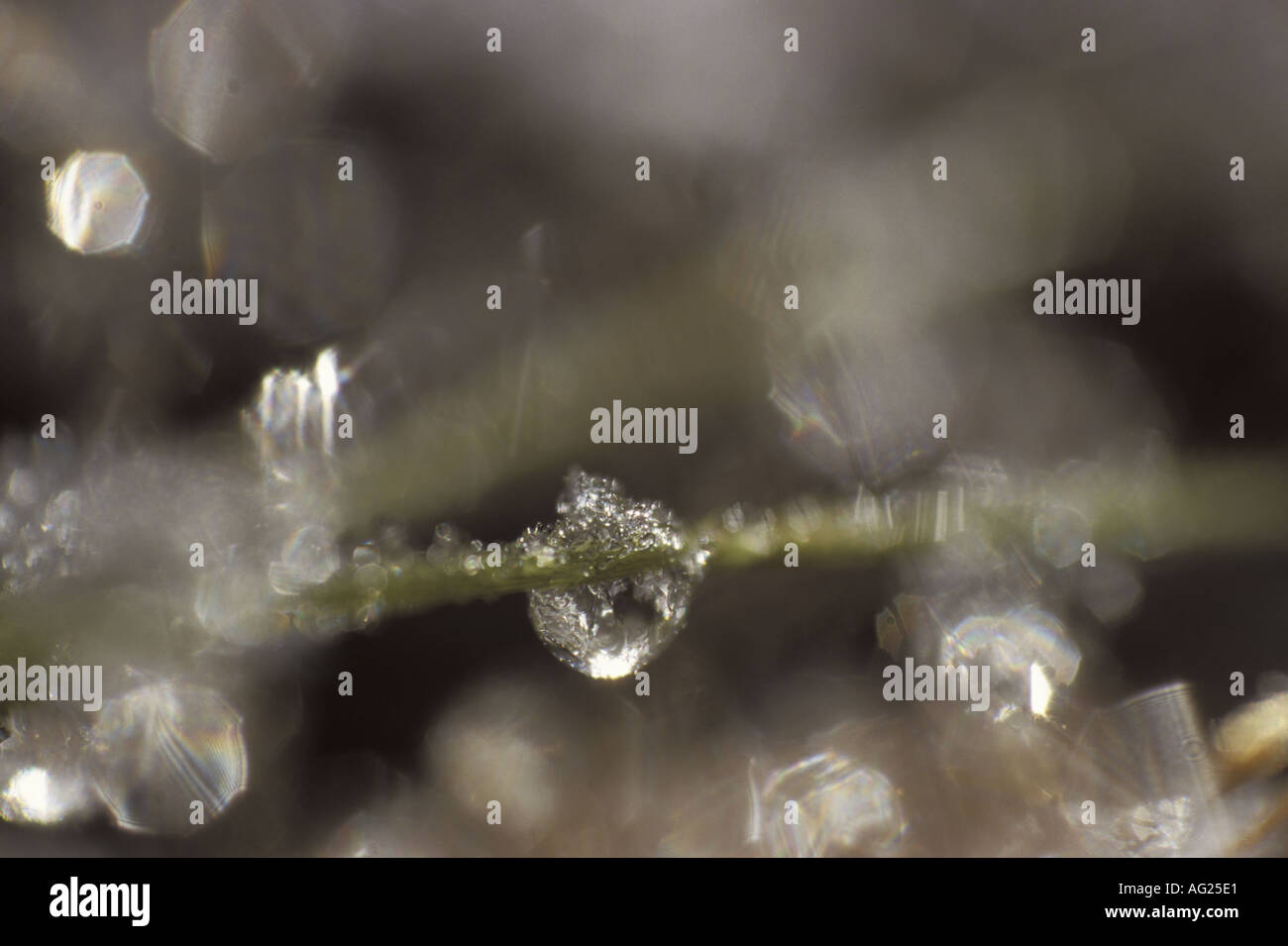 Drops of water on grass bavaria hi-res stock photography and images - Alamy