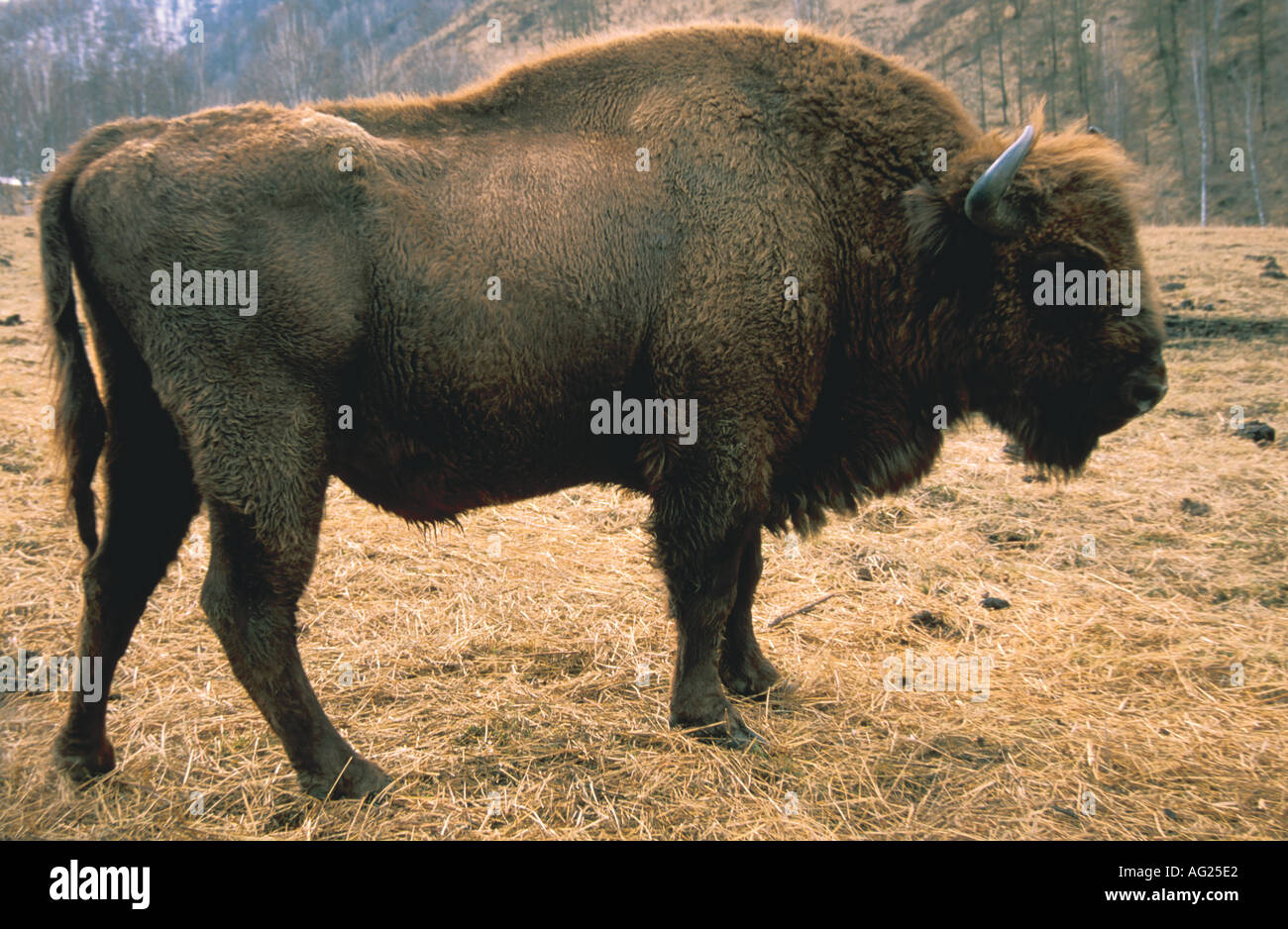 Dominant The Leader Of The Herd Of European Bisons Bos Bison The